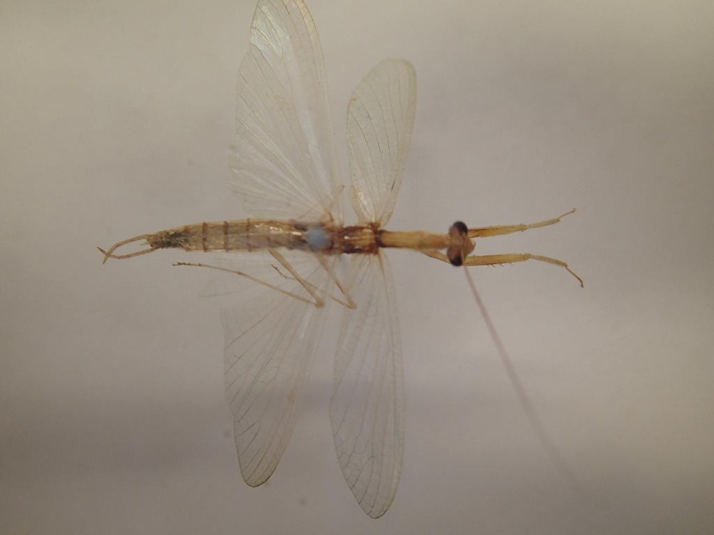 Snake Mantis from 30 Yuletide St, Holland Park West QLD 4121, Australia ...