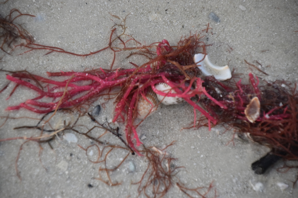 red algae from Fort Myers Beach, FL 33931, USA on November 4, 2019 at ...