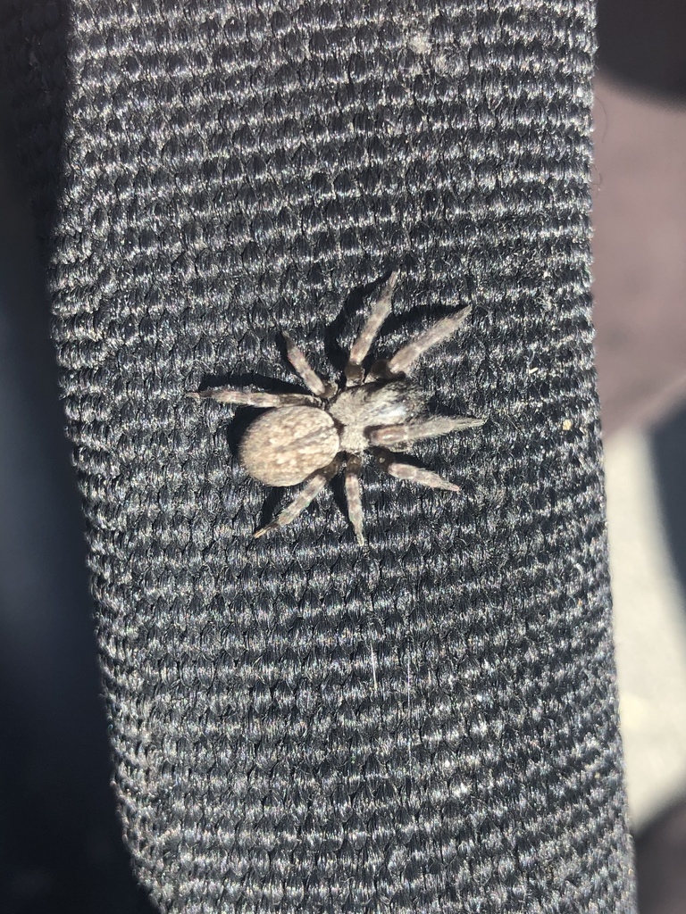 Grey House Spider from Funston Ave, San Francisco, CA, US on November 4 ...
