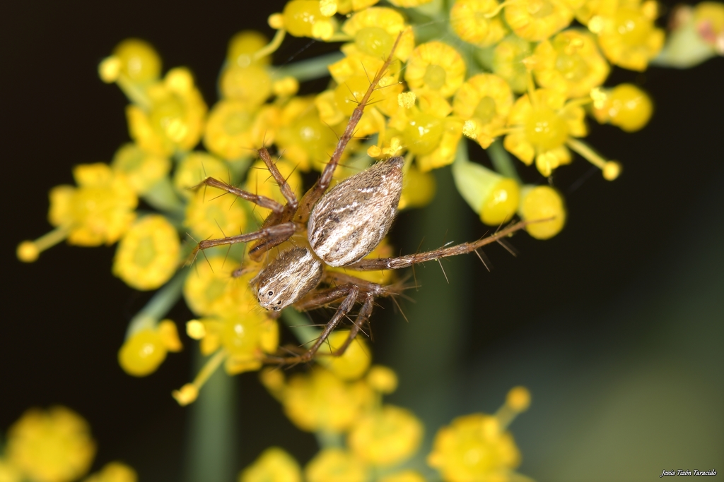 Grass lynx spiders from Pontevedra, España on August 03, 2018 at 11:37 ...