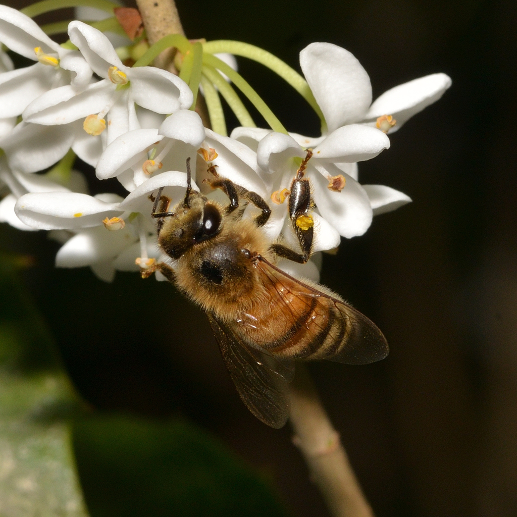 Western Honey Bee from Chapel Hill, NC, USA on November 04, 2019 at 04: ...