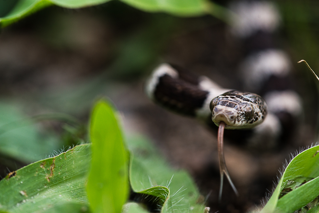 Mexican Lyre Snake from Zapopan, Jal., México on July 18, 2019 at 01:50 ...