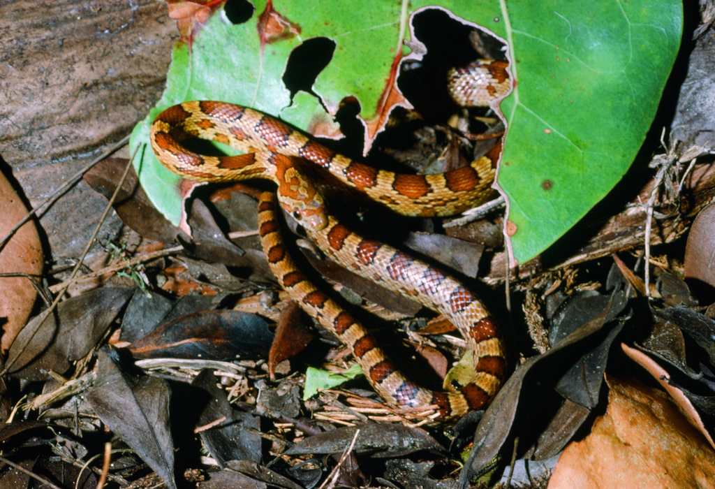 Corn Snake from Dare County, NC, USA on June 7, 2003 by bobbyfingers ...