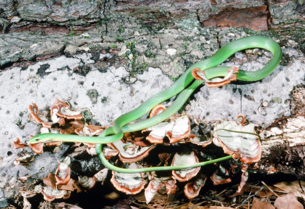 Rough Greensnake from Dare County, NC, USA on June 07, 2003 by ...