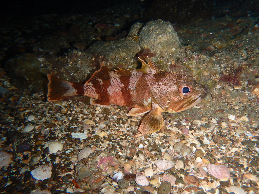 Sea Perch (Fishes of Port Phillip Bay, Victoria) · iNaturalist