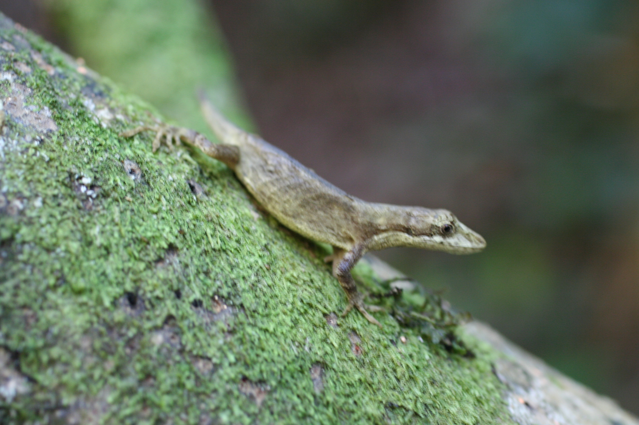 Anolis amplisquamosus (Mccranie, Wilson & Williams, 1993)