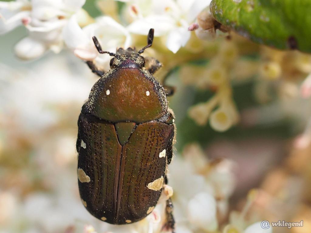 Blue Flower Chafer from 香港茶寮坳 on April 3, 2017 at 03:11 PM by wklegend ...