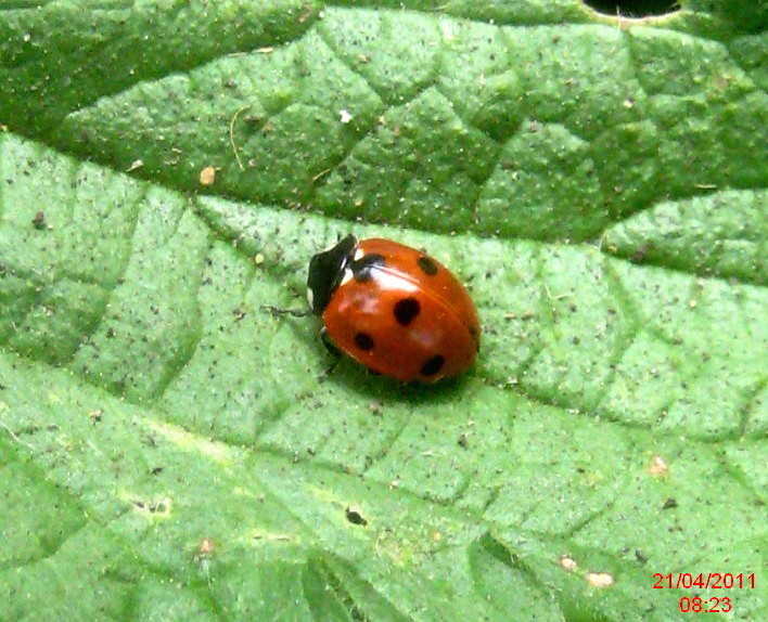 Coccinella septempunctata (Tech the Wild (Malta)) · iNaturalist