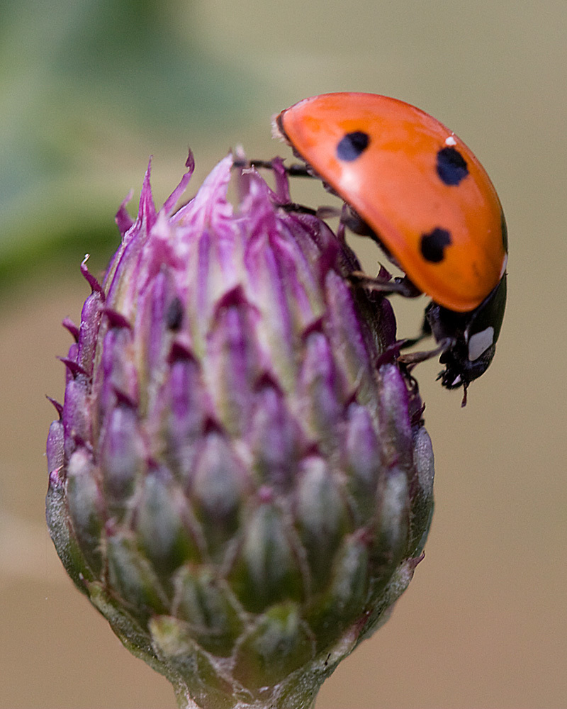 Coccinella septempunctata (Tech the Wild (Malta)) · iNaturalist