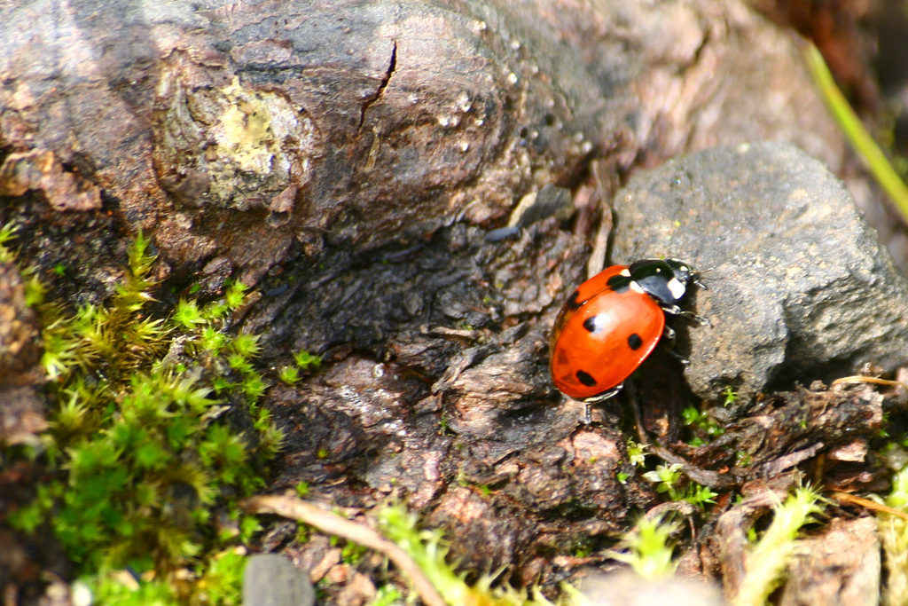 Coccinella septempunctata (Tech the Wild (Malta)) · iNaturalist