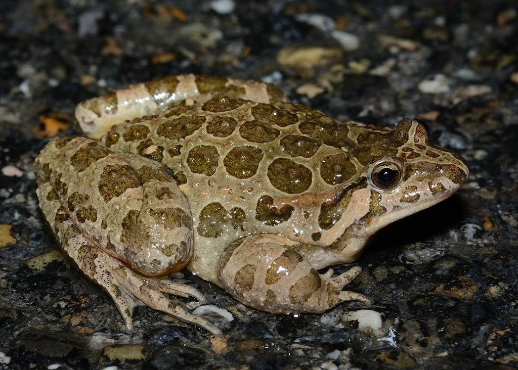 Discoglossus (Tech the Wild (Malta)) · iNaturalist
