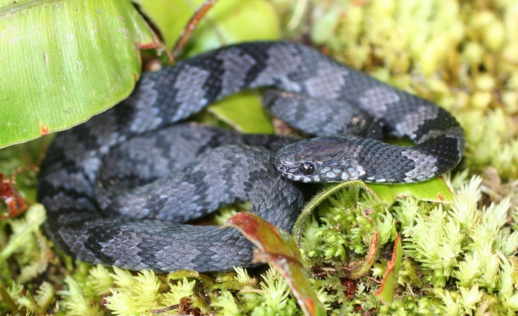 Northern Banded Coffee Snake from La Liberacion, RVS Texiguat ...