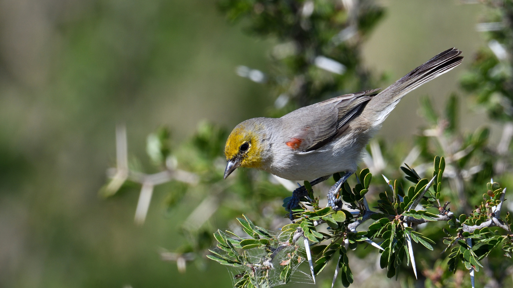 Verdin from Bustamante, Nuevo León, Mexico on November 4, 2019 at 11:41 ...
