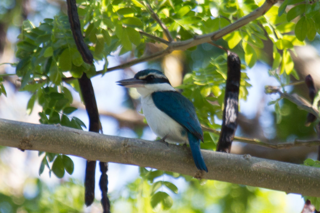 Collared Kingfisher (Birds of Timor-Leste) · iNaturalist