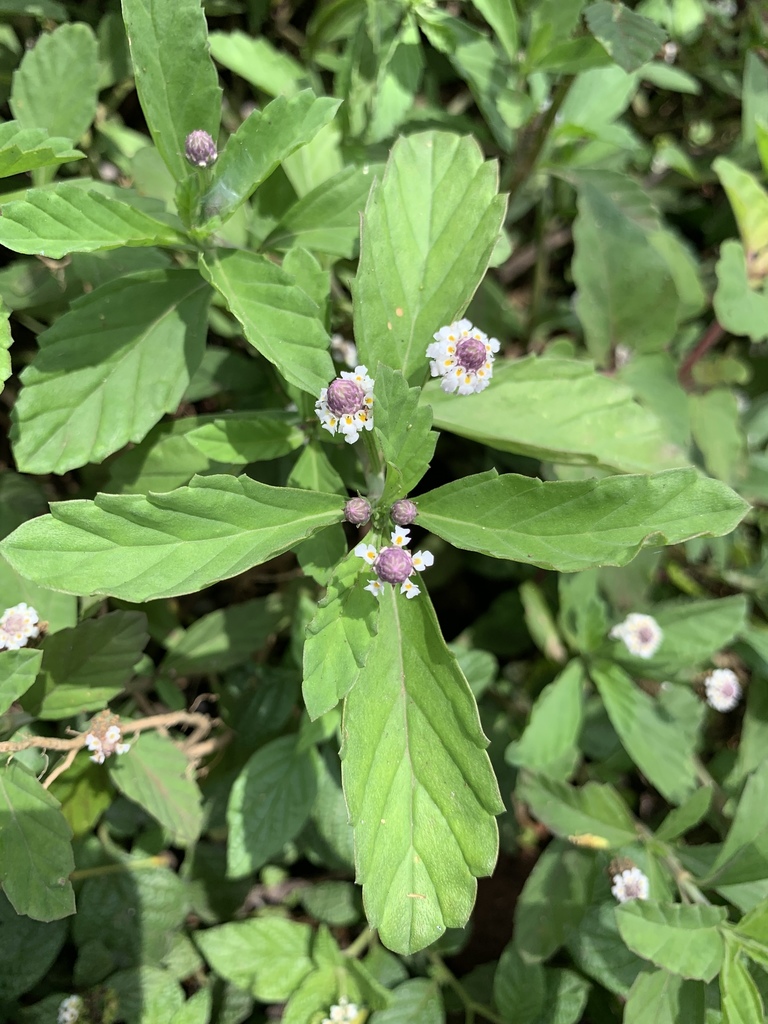 (Lippia strigulosa) - Botanical Realm