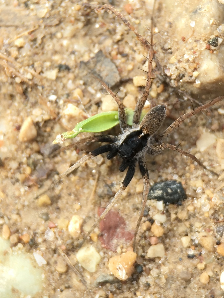 Shiny Wolf Spider from Kenosha, Wisconsin, United States on May 28 ...