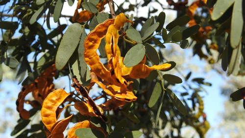 Senna costata · iNaturalist