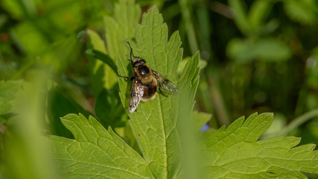 Bumble Bee Hover Fly from Киров, Кировская обл., Россия on June 12 ...
