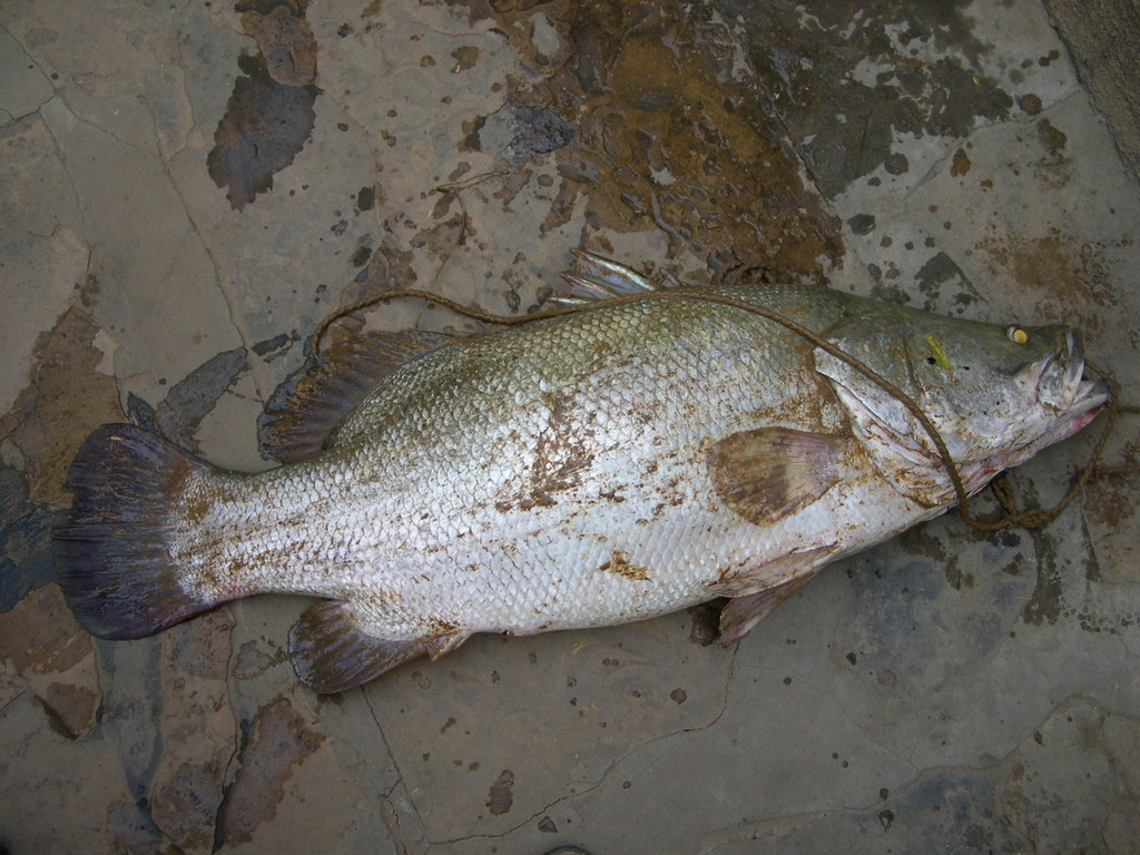 Nile Perch (Lates niloticus) - Marine Life Identification