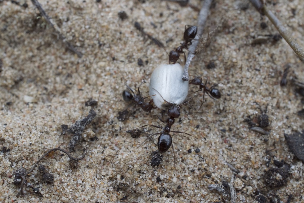 Small pugnacious ant from Overberg DC, South Africa on January 19, 2019 ...