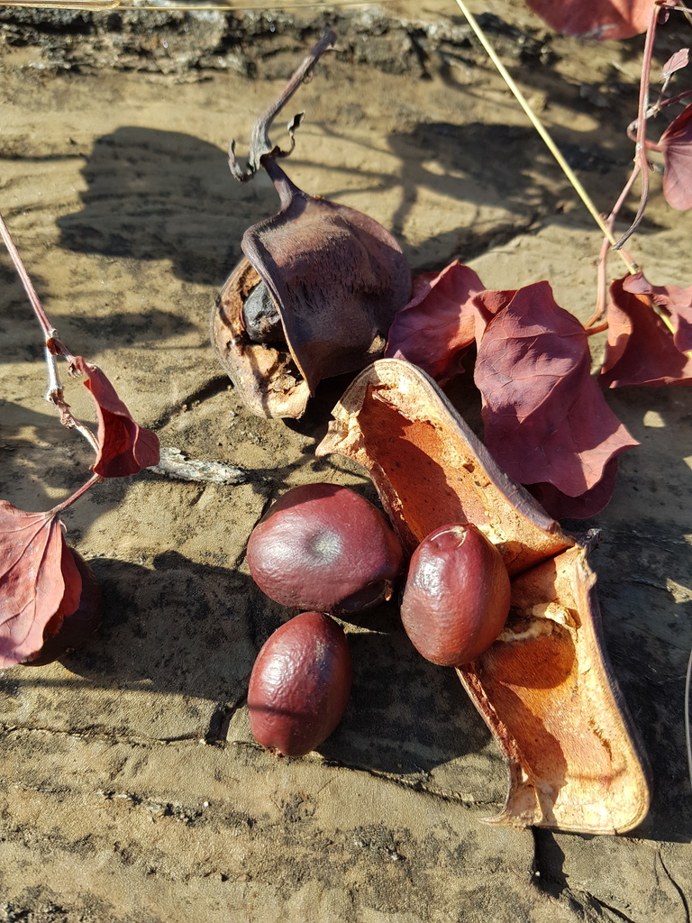 Marama Bean from West Rand, South Africa on November 05, 2019 at 07:45 ...