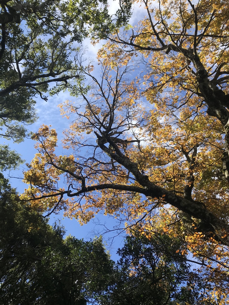 Taiwan beech (Fagus hayatae) - Botanical Realm