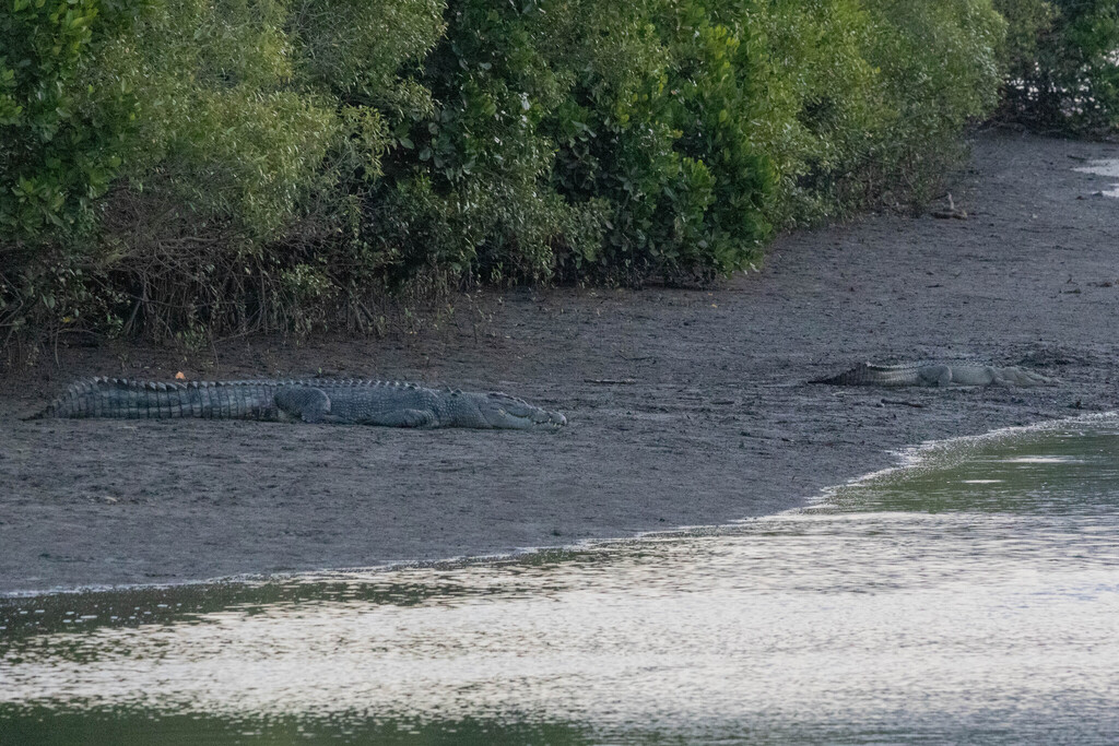Saltwater Crocodile from Mowbray QLD, Australia on August 11, 2025 at ...