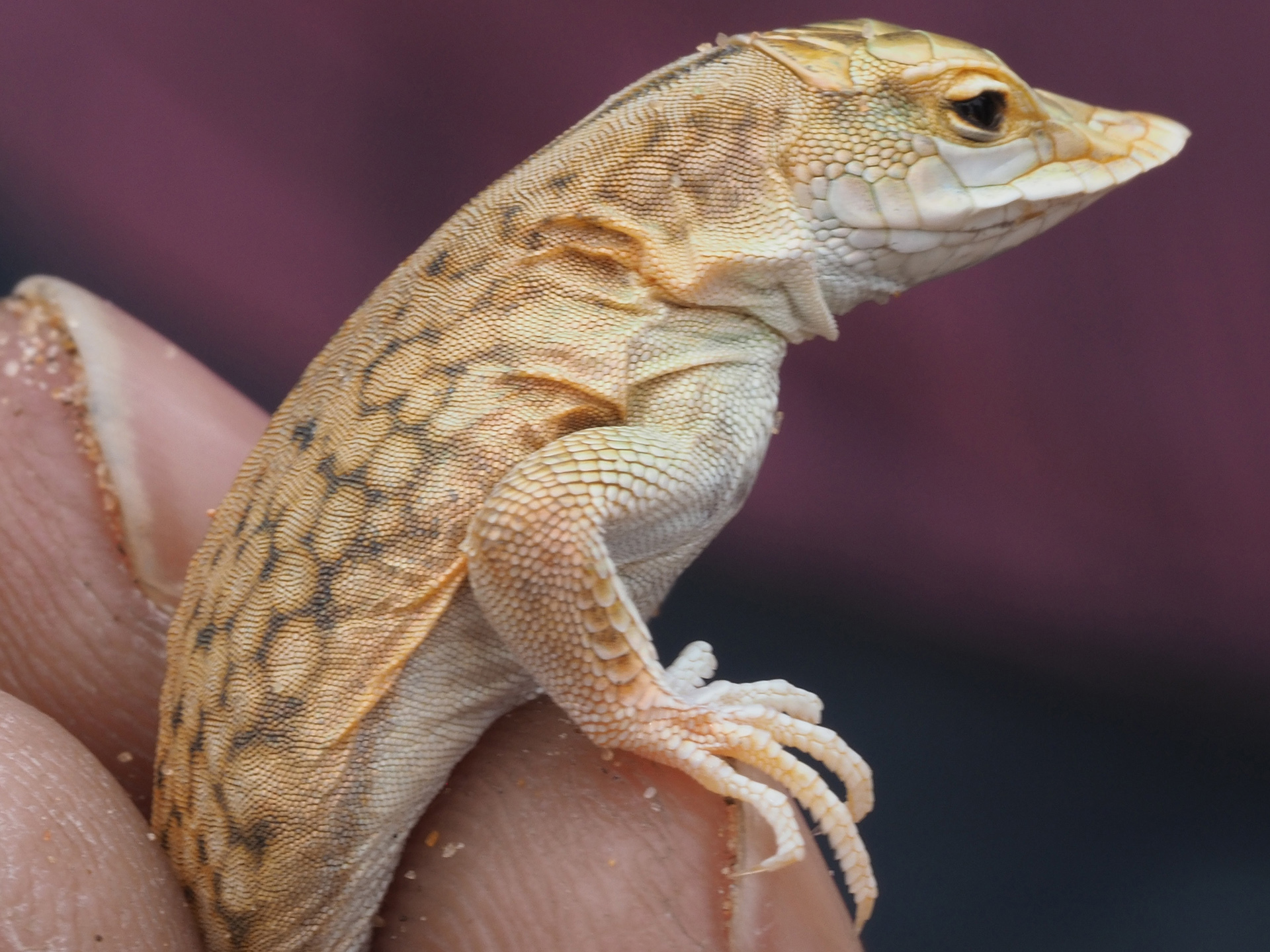 Meroles anchietae (Bocage, 1867)