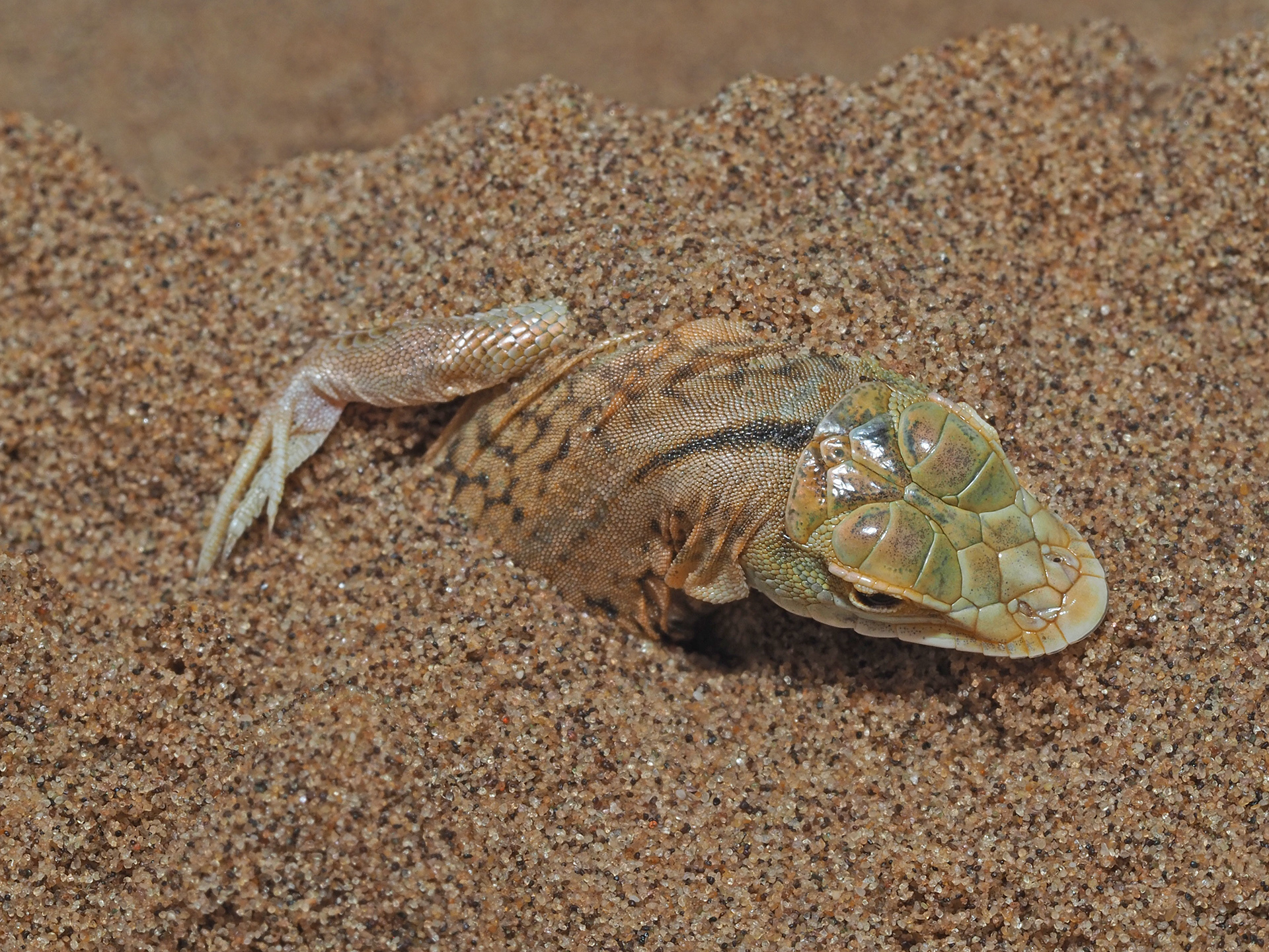 Meroles anchietae (Bocage, 1867)