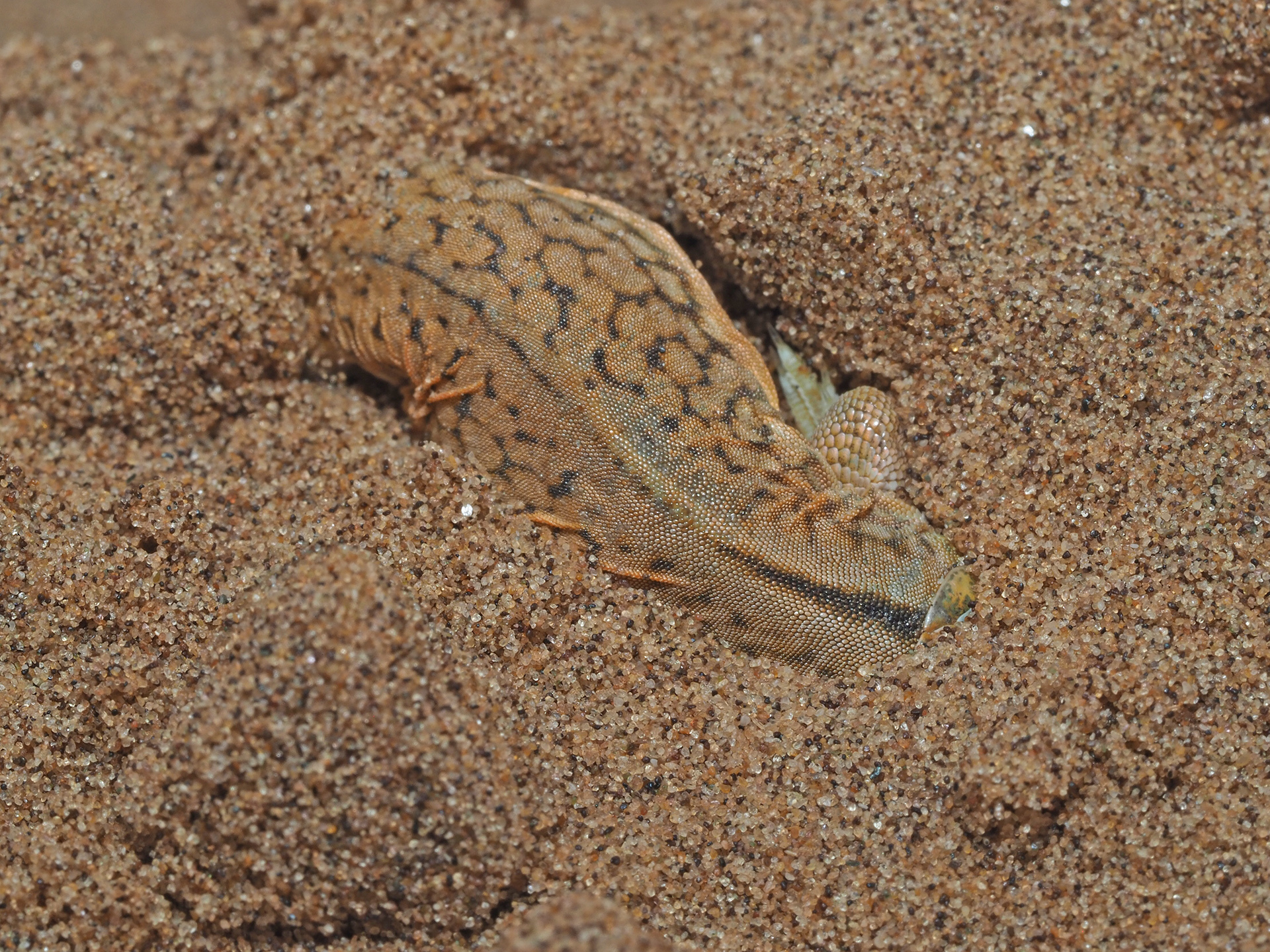 Meroles anchietae (Bocage, 1867)