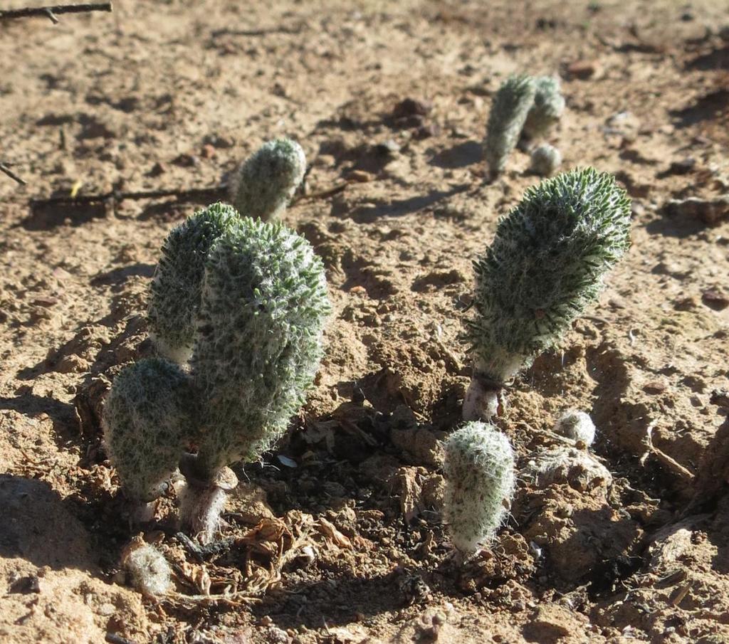 Fuzzy Woolseed in May 2018 by Marion Maclean · iNaturalist