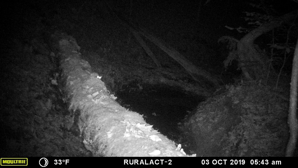 Long-tailed Weasel from Athens County, OH, USA on November 5, 2019 at ...