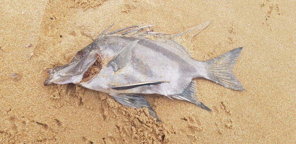 Longsnout Boarfish from Waitpinga SA 5211, Australia on March 19, 2025 ...