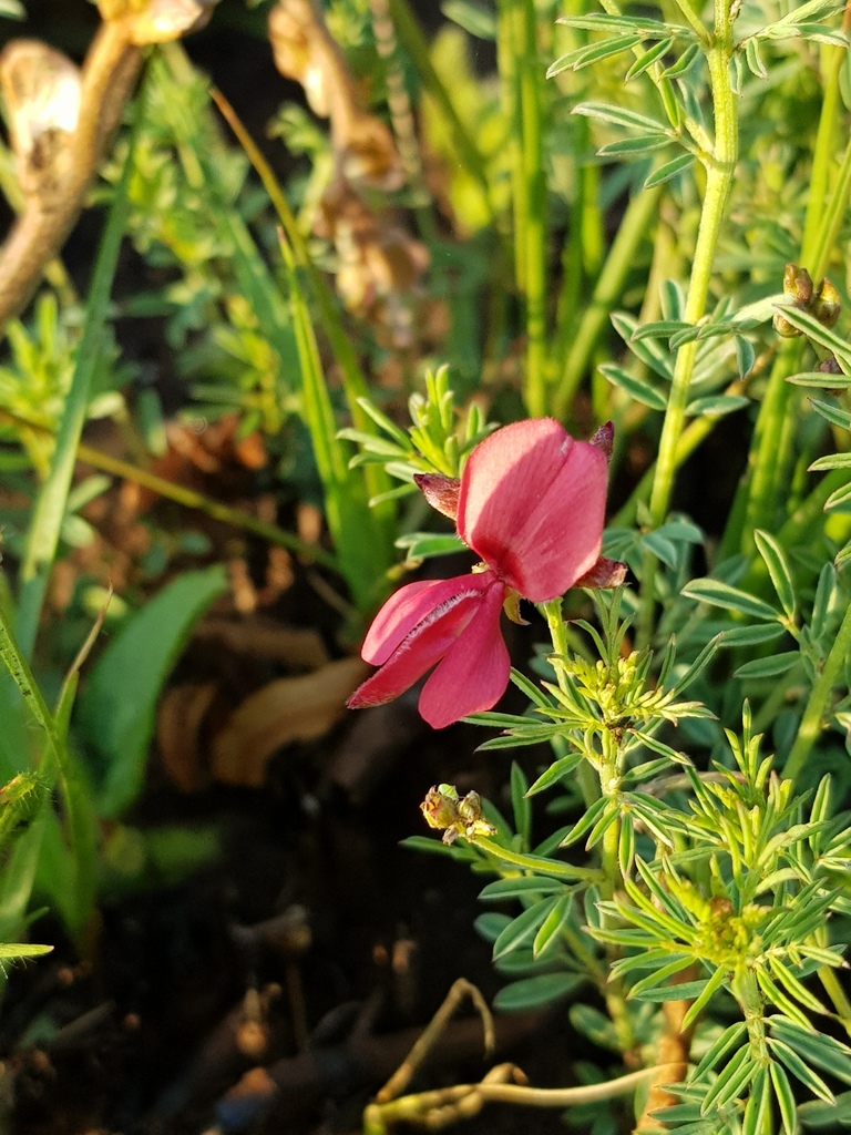Regret Indigo (Indigofera hedyantha) - Botanical Realm