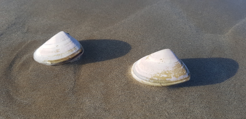 Pipi from Victor Harbor - Goolwa SA, Australia on March 27, 2025 at 08: ...