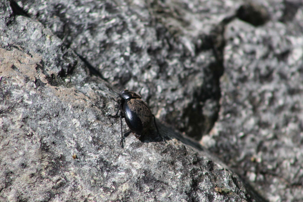 Water, Rove, Scarab, Long-horned, Leaf, and Snout Beetles from Ameca ...