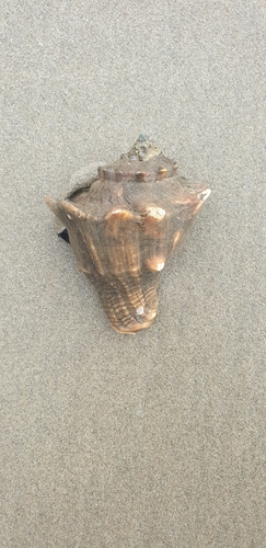 Volegalea carnaria · iNaturalist