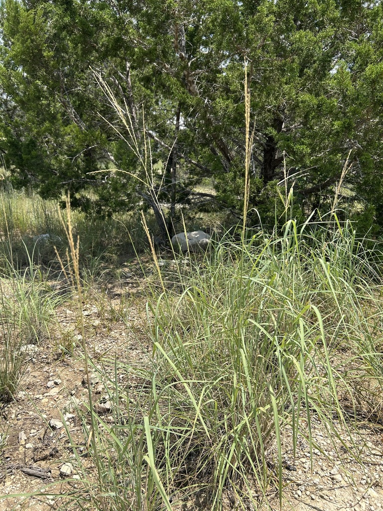 green sprangletop in August 2025 by taylorgarrison · iNaturalist
