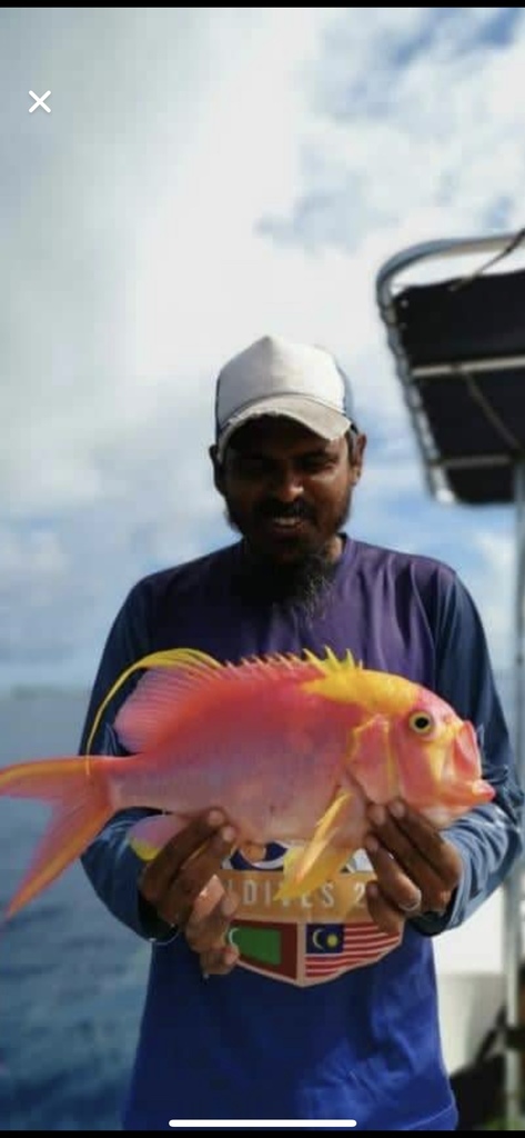 Natal Anthias (Meganthias natalensis) - Marine Life Identification