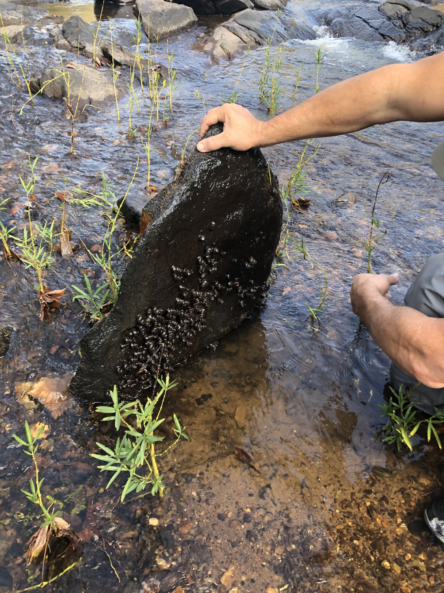 Tulotoma Haldeman, 1840