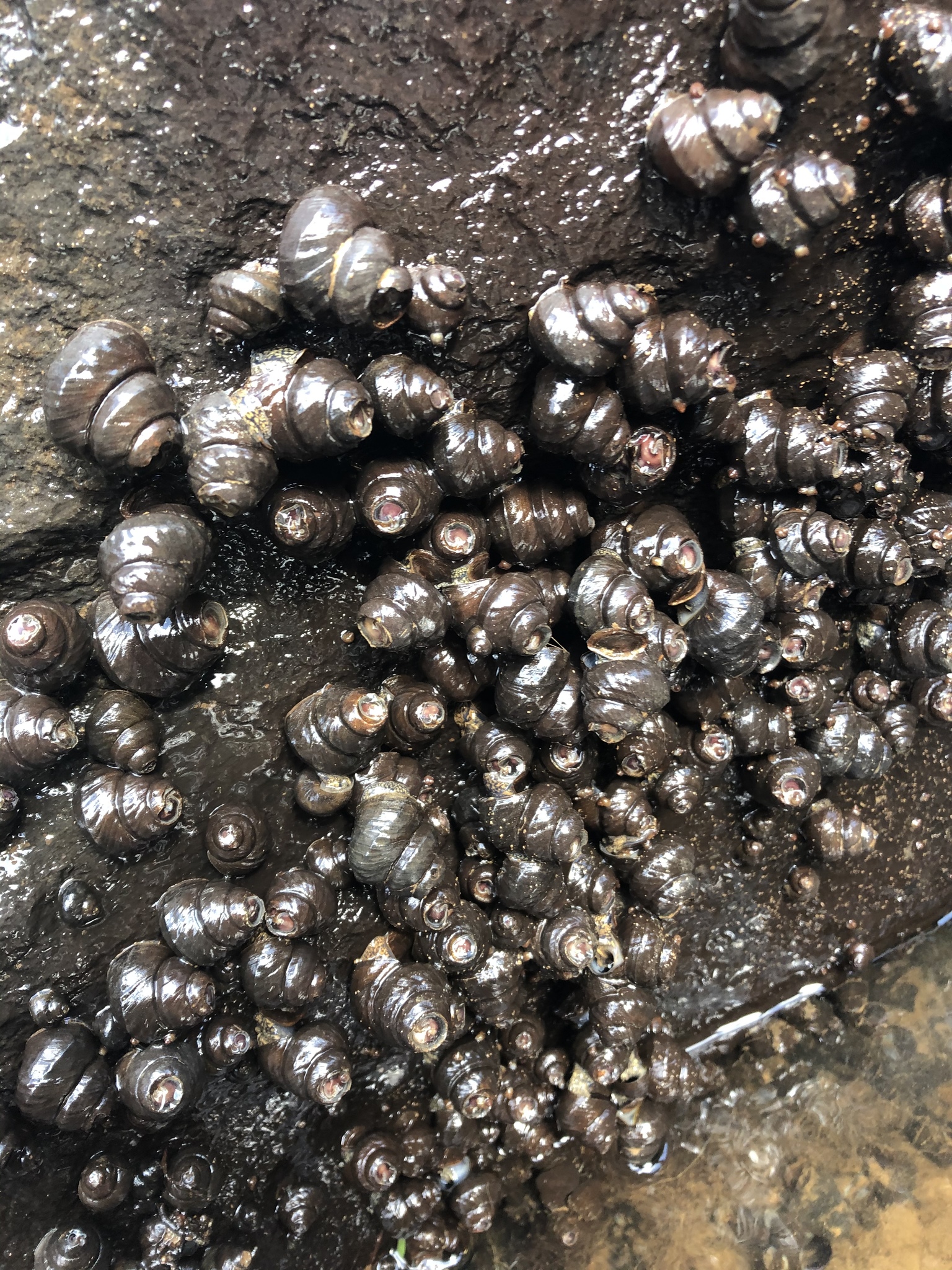 Tulotoma Haldeman, 1840