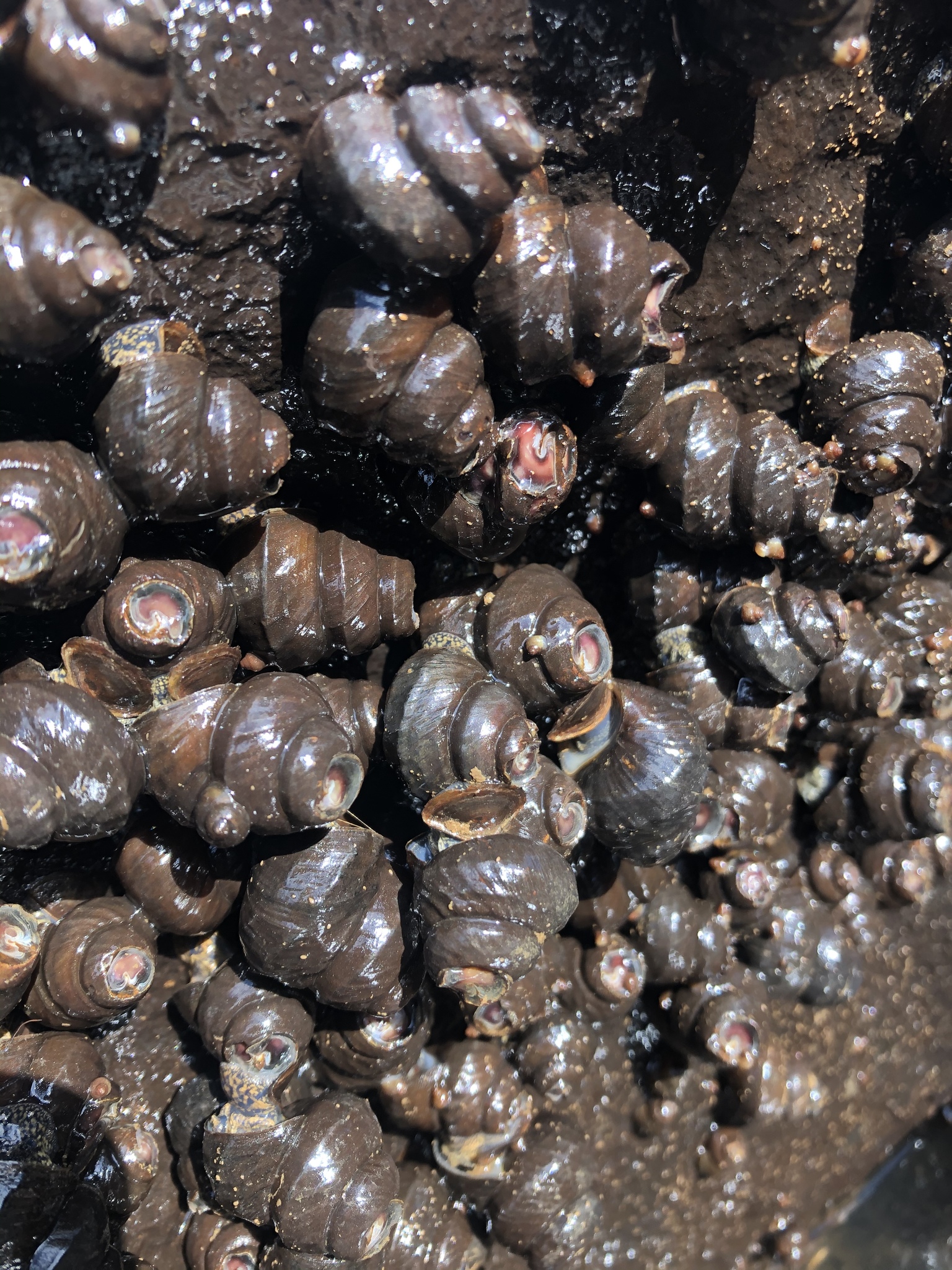 Tulotoma Haldeman, 1840