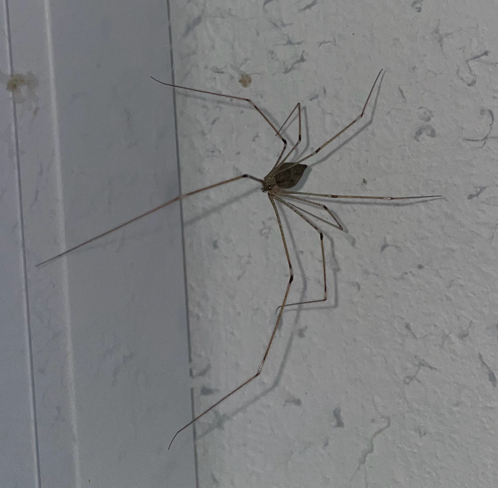 Tailed Cellar Spider from Tawny Eagle Street, Hoedspruit, Limpopo, ZA ...