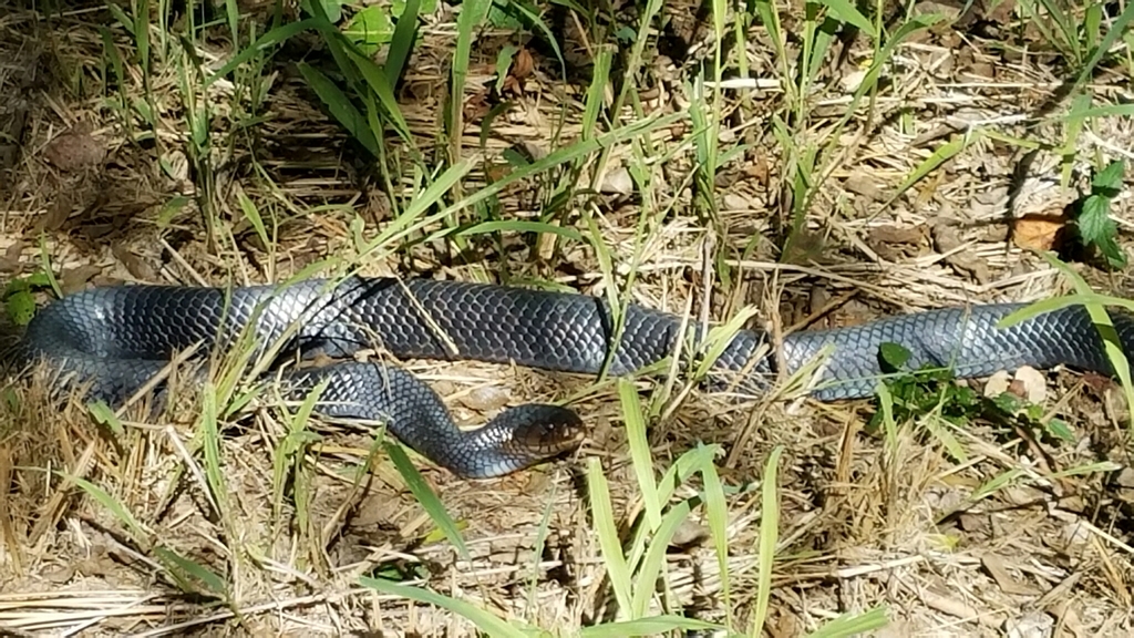 Texas Indigo Snake in November 2016 by Colleen M Simpson · iNaturalist