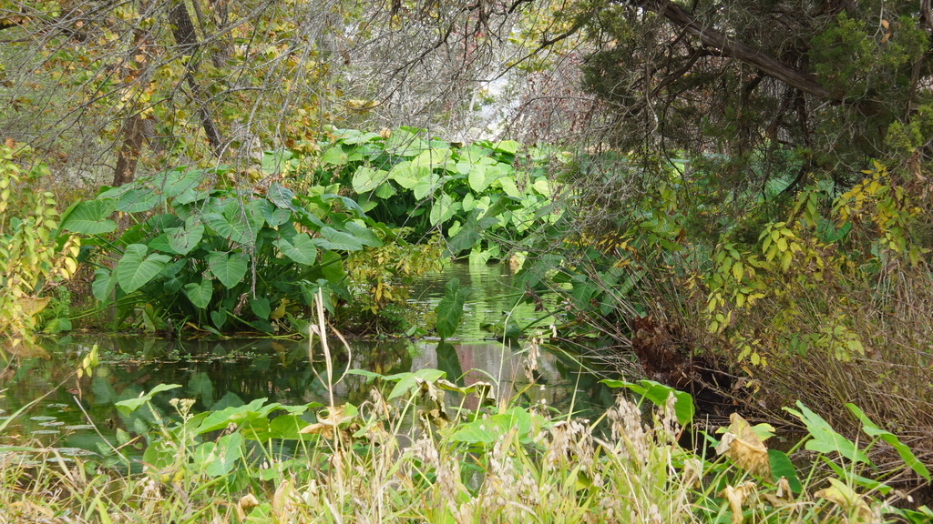 Arrowleaf Elephant's Ear from San Saba County, TX, USA on November 3 ...