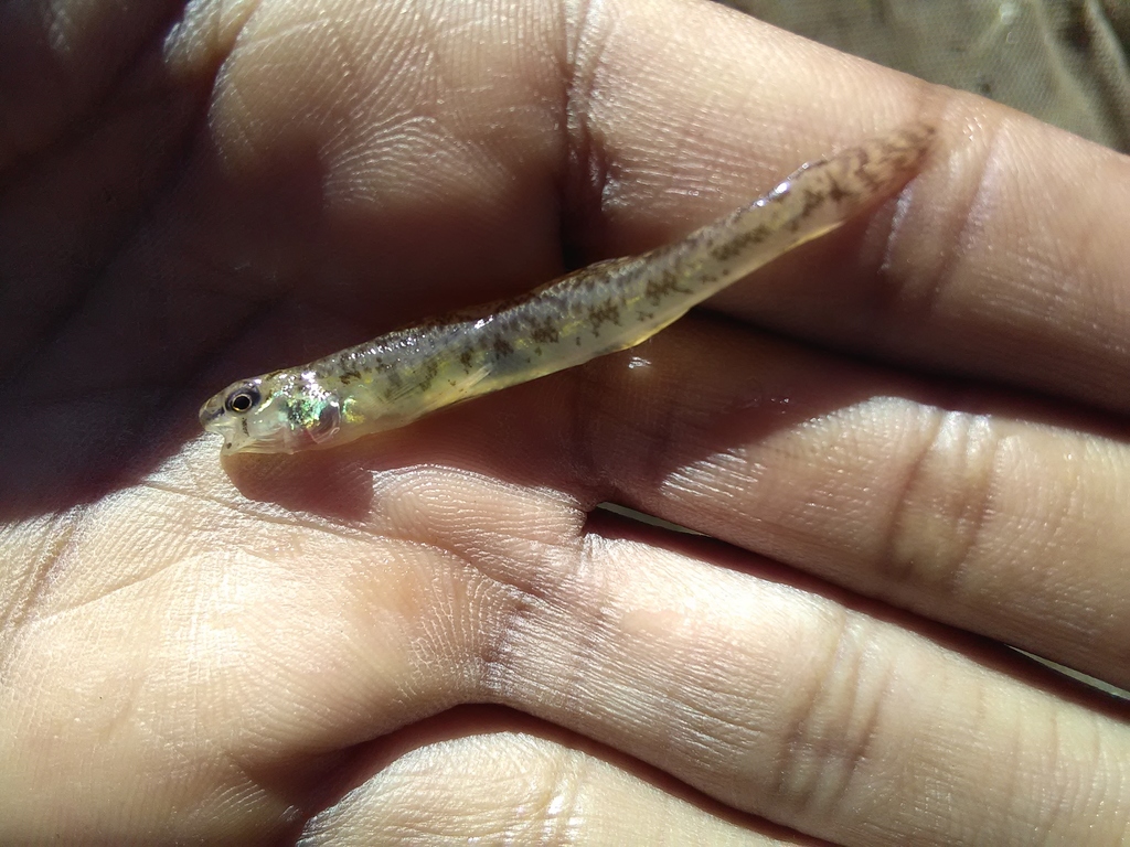 Bluntnose Darter from Denton County, TX, USA on November 15, 2016 at 01 ...