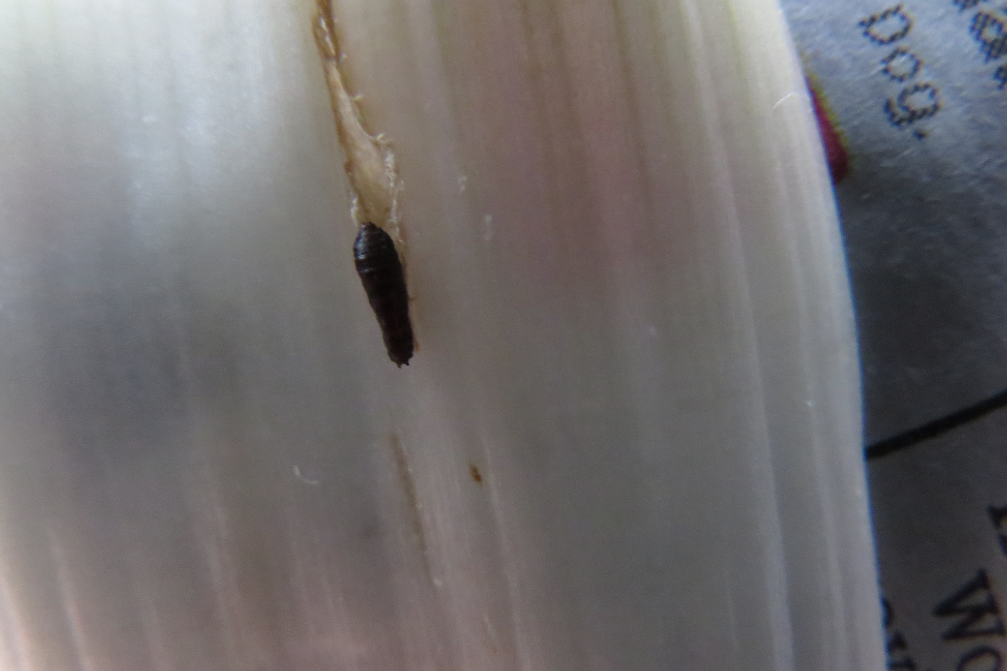 Napomyza Westwood, 1840