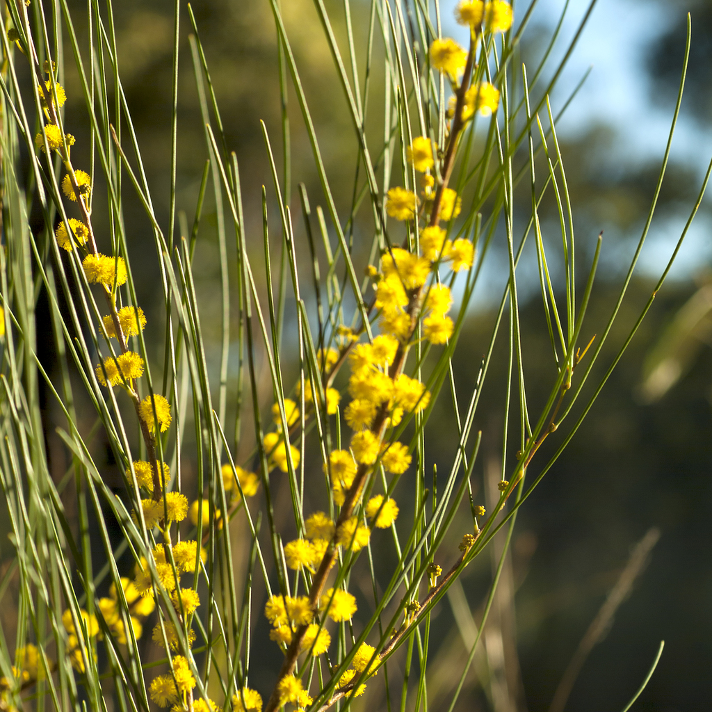 rush-leaved wattle (Logan Native Wattles (Acacia family)) · iNaturalist