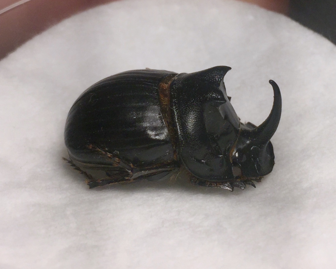 Copris ochus (Motschulsky, 1860)