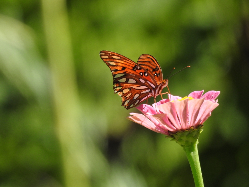 Gulf Fritillary from Viceroy Butterfly Garden on August 24, 2025 at 02: ...